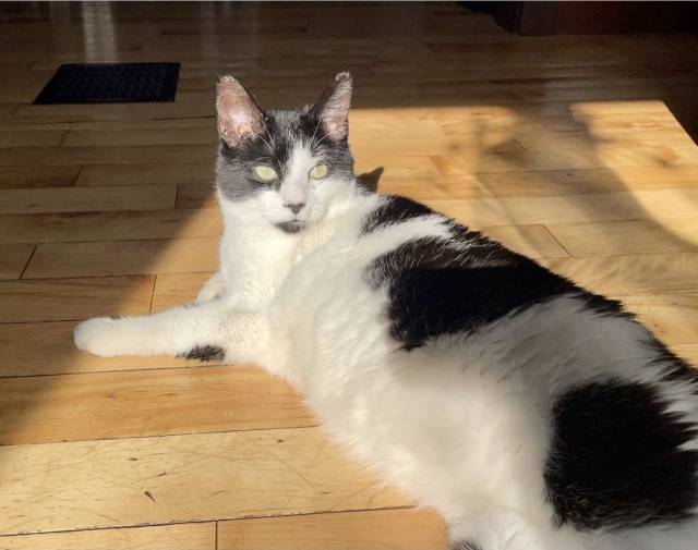 Diddles - The Man, the Myth, the Legend 's Online Pet Memorial | Morris ...