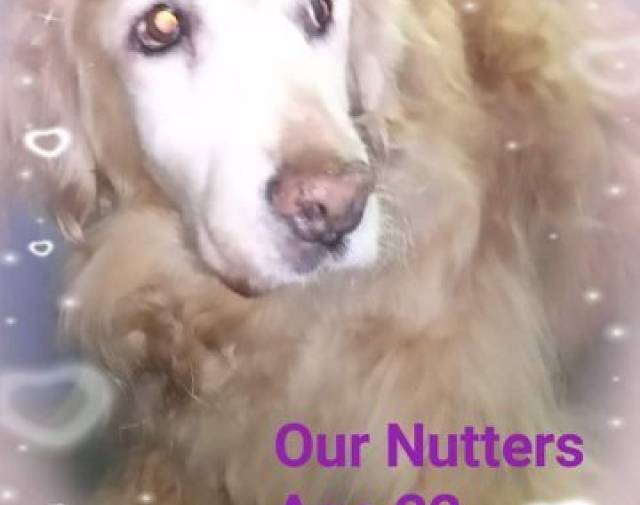 Nutters 's Online Pet Memorial | Morris Animal Foundation