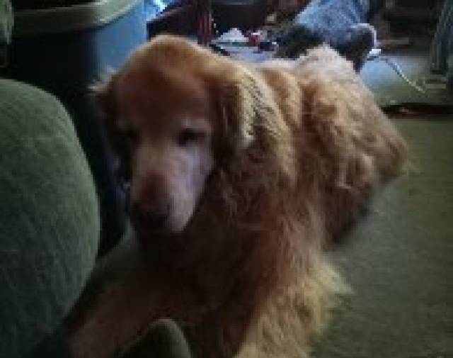 Nutters 's Online Pet Memorial | Morris Animal Foundation