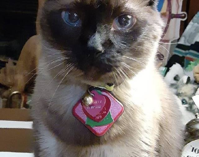 Mr. Kitty 's Online Pet Memorial | Morris Animal Foundation