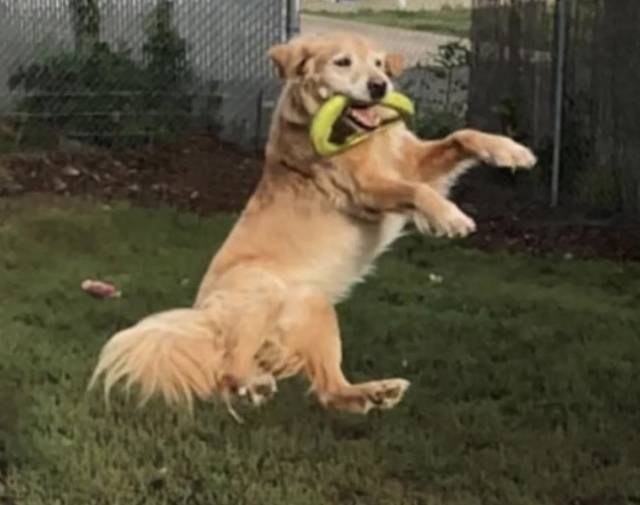 Cooper's Online Pet Memorial | Morris Animal Foundation