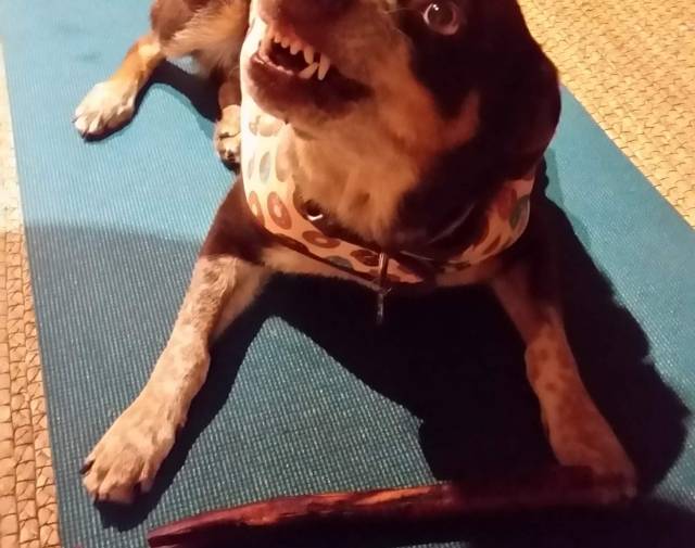 Pesky's Online Pet Memorial | Morris Animal Foundation