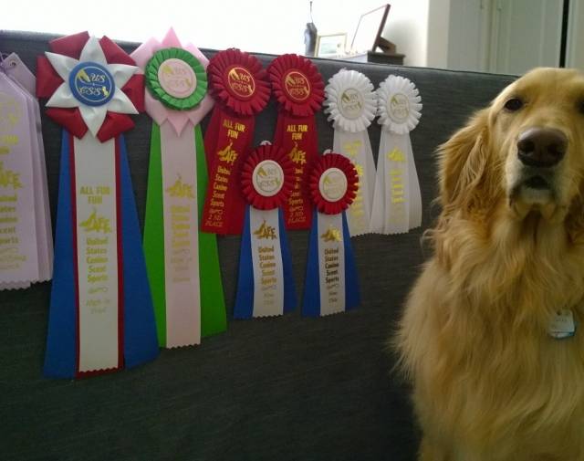 Daisy Bee Ferguson's Online Pet Memorial | Morris Animal Foundation