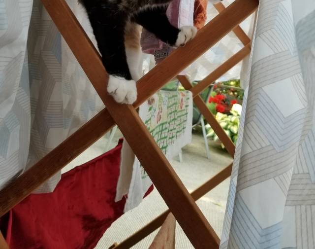 Kiki's Online Pet Memorial | Morris Animal Foundation