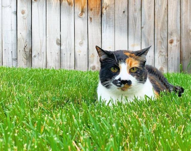 Monster Kitty's Online Pet Memorial | Morris Animal Foundation