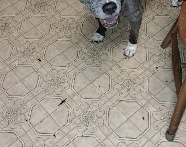 Luna's Online Pet Memorial | Morris Animal Foundation