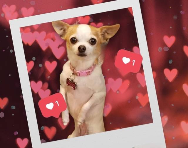 Lilly Star Cargle's Online Pet Memorial | Morris Animal Foundation