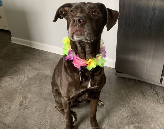 Camie Lynn's Online Pet Memorial | Morris Animal Foundation