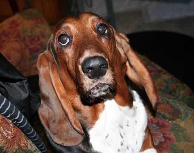 Flossy Bossy's Online Pet Memorial | Morris Animal Foundation