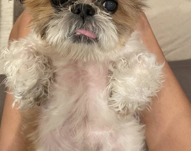 Chewy's Online Pet Memorial | Morris Animal Foundation