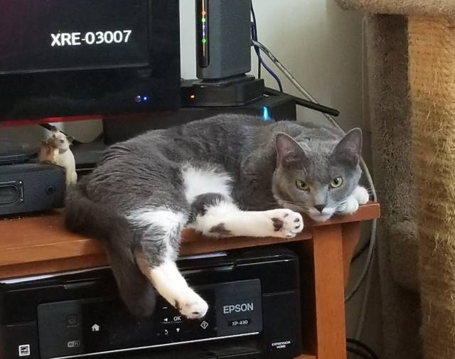 Boopies and Chubbers's Online Pet Memorial | Morris Animal Foundation