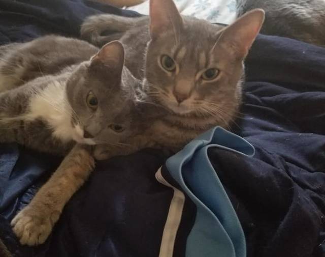 Boopies and Chubbers's Online Pet Memorial | Morris Animal Foundation