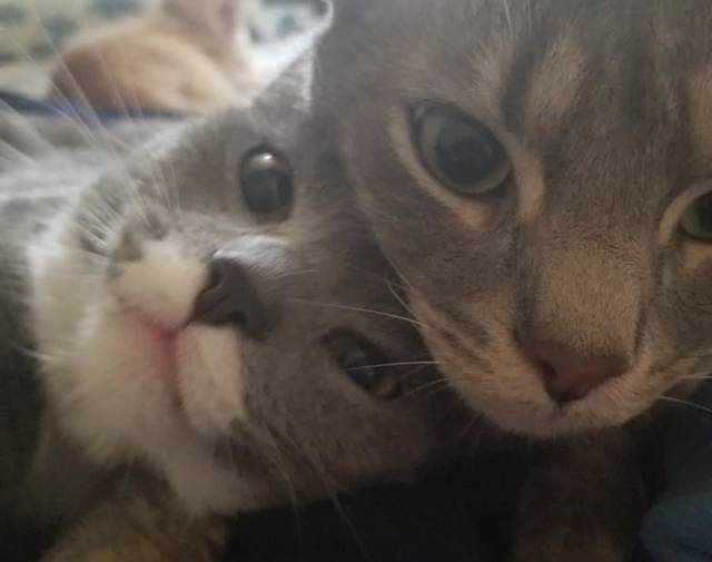 Boopies and Chubbers's Online Pet Memorial | Morris Animal Foundation