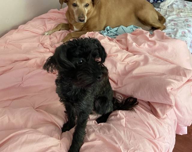 Lula's Online Pet Memorial | Morris Animal Foundation