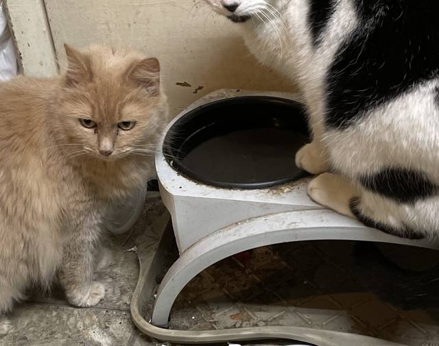 Diddles - The Man, the Myth, the Legend 's Online Pet Memorial | Morris ...