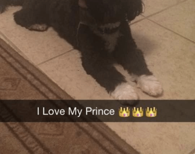 Prince's Online Pet Memorial | Morris Animal Foundation