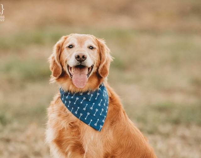 Truman, Hero #2874's Online Pet Memorial | Morris Animal Foundation