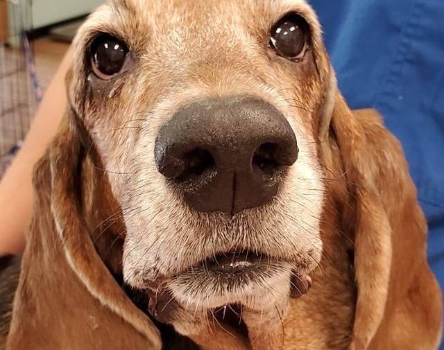 Flossy Bossy's Online Pet Memorial | Morris Animal Foundation