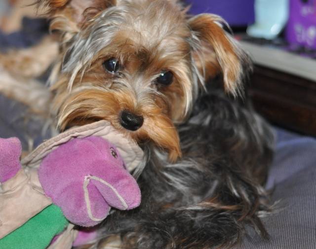 Gracie D's Online Pet Memorial | Morris Animal Foundation