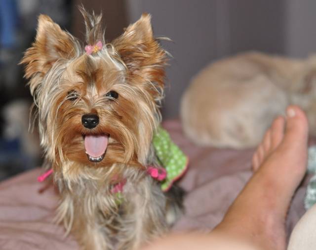 Gracie D's Online Pet Memorial | Morris Animal Foundation