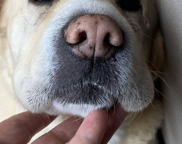 Beau's Online Pet Memorial | Morris Animal Foundation