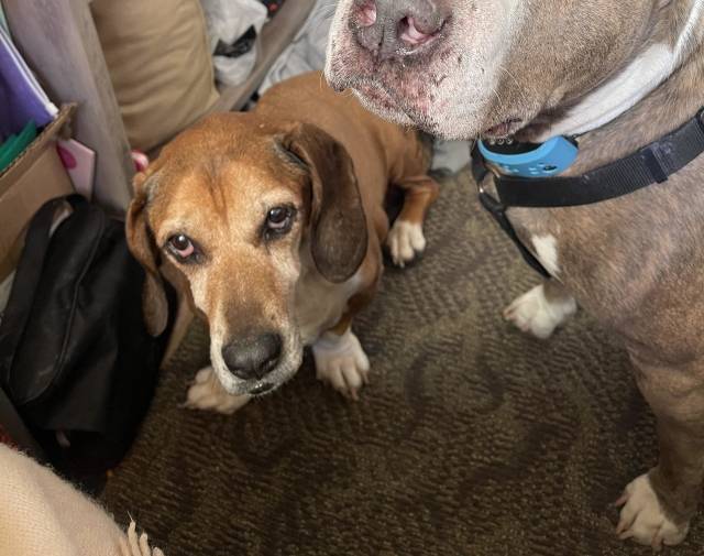 Wrinkles's Online Pet Memorial | Morris Animal Foundation