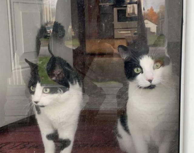 Diddles - The Man, the Myth, the Legend 's Online Pet Memorial | Morris ...