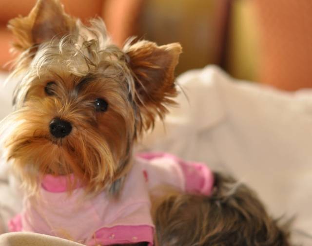 Gracie D's Online Pet Memorial | Morris Animal Foundation