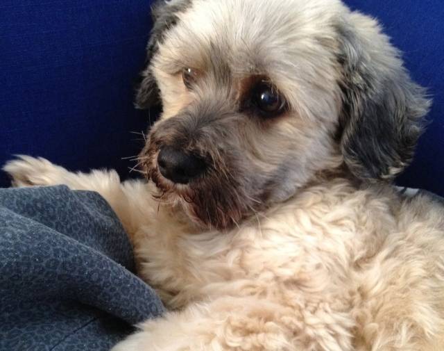 Buffy's Online Pet Memorial | Morris Animal Foundation