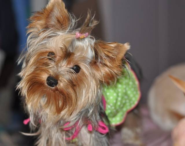 Gracie D's Online Pet Memorial | Morris Animal Foundation