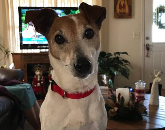 Isabella 's Online Pet Memorial | Morris Animal Foundation