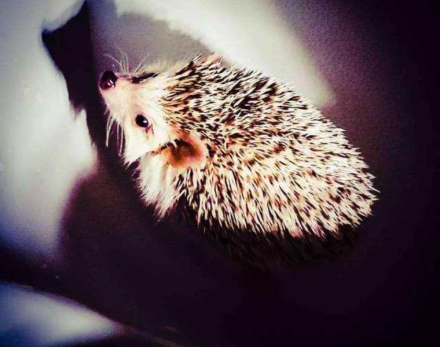 Sonic Leighton Munoz's Online Pet Memorial | Morris Animal Foundation