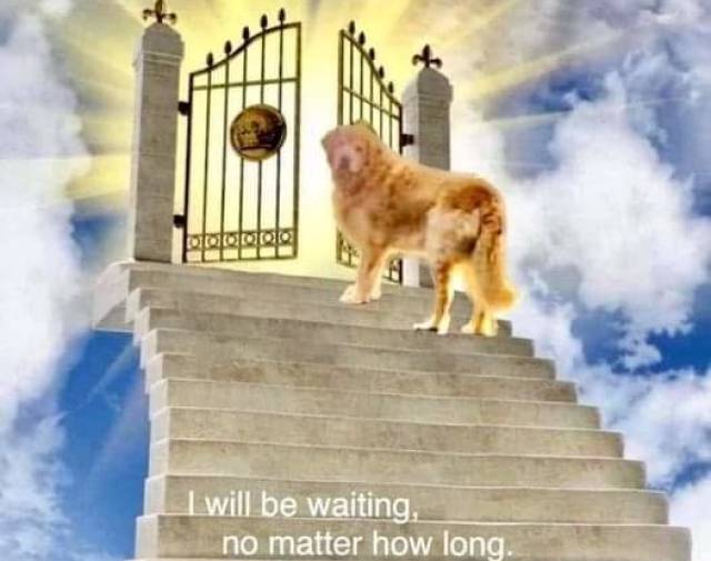 Nutters 's Online Pet Memorial | Morris Animal Foundation
