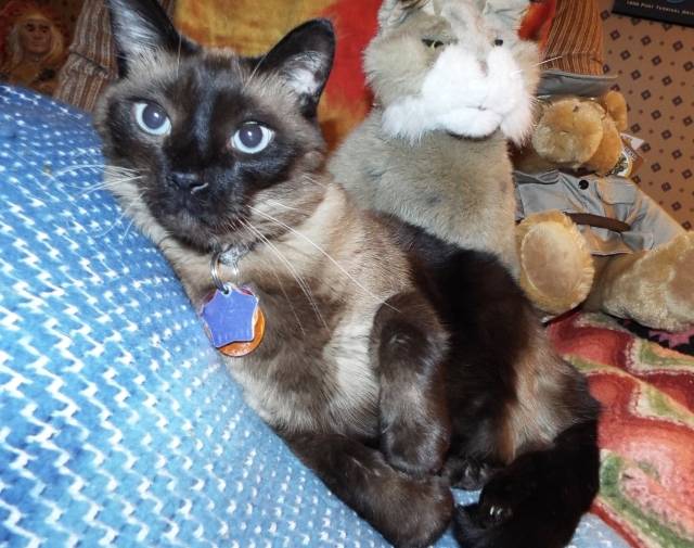 Mr. Kitty 's Online Pet Memorial | Morris Animal Foundation