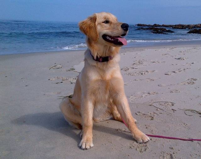 Macey's Online Pet Memorial | Morris Animal Foundation