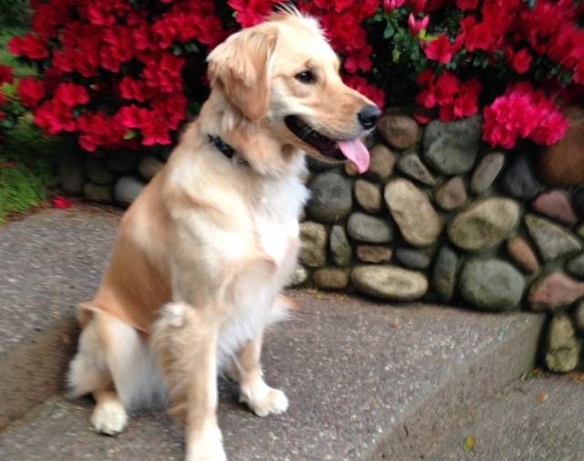 Macey's Online Pet Memorial | Morris Animal Foundation