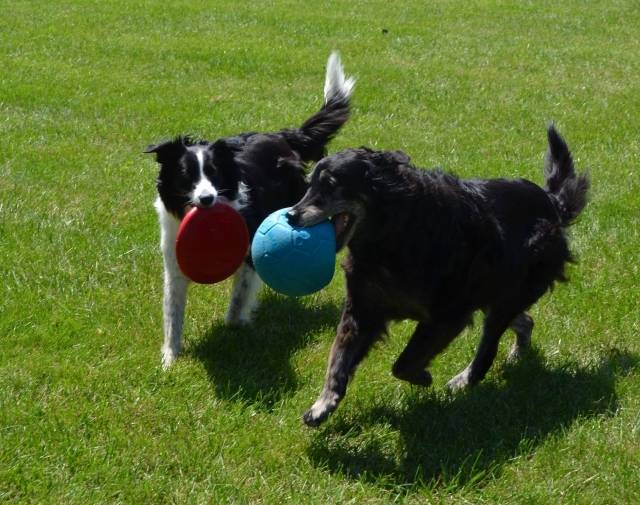 Ellie AKA Queen Eleanor the Great's Online Pet Memorial | Morris Animal ...