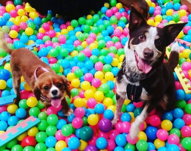 Pesky's Online Pet Memorial | Morris Animal Foundation