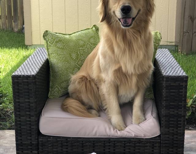 Atticus 's Online Pet Memorial | Morris Animal Foundation