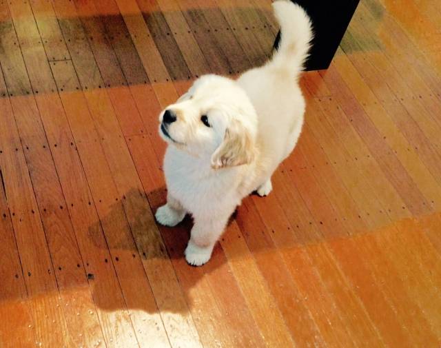 Atticus 's Online Pet Memorial | Morris Animal Foundation