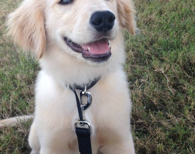 Atticus 's Online Pet Memorial | Morris Animal Foundation