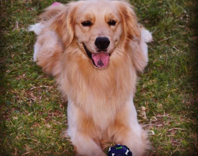 Atticus 's Online Pet Memorial | Morris Animal Foundation