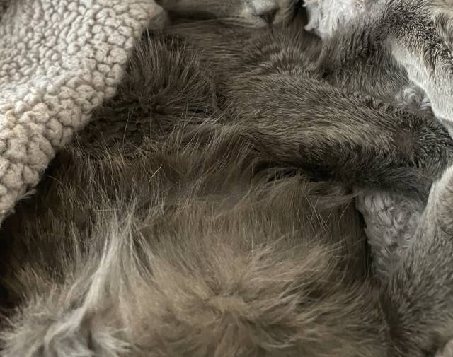 Boris 's Online Pet Memorial | Morris Animal Foundation