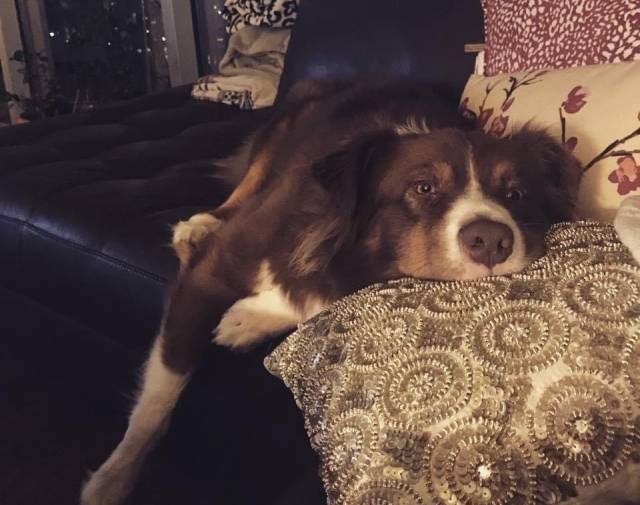 Bradley Cooper's Online Pet Memorial | Morris Animal Foundation