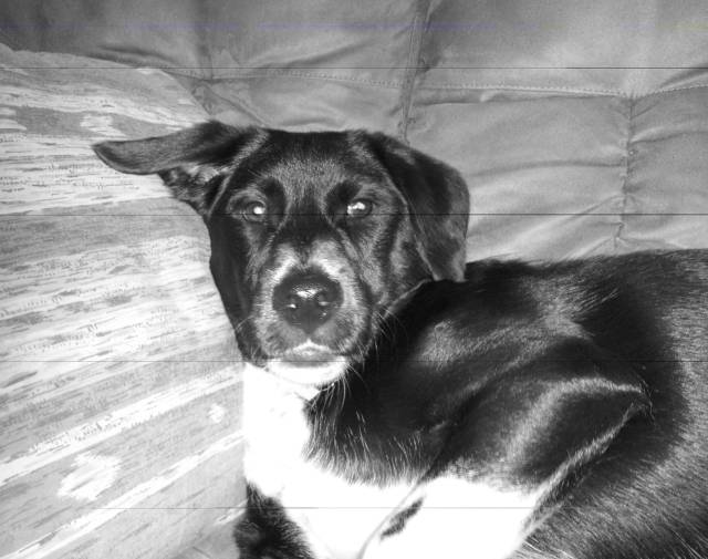 Liko's Online Pet Memorial | Morris Animal Foundation