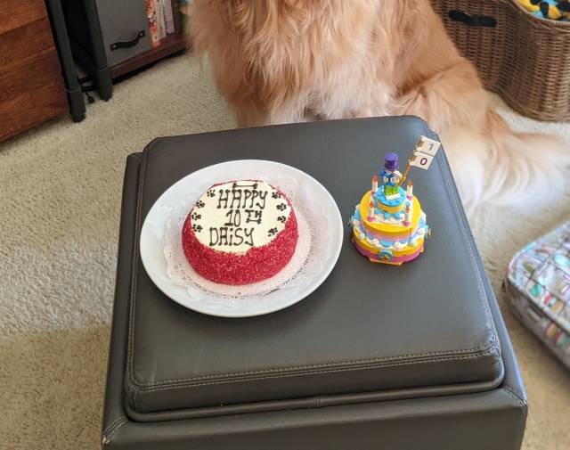 Daisy Bee Ferguson's Online Pet Memorial | Morris Animal Foundation