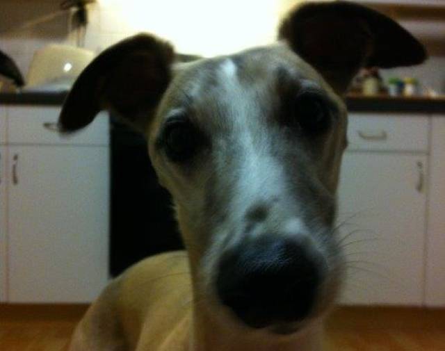 Dancer's Online Pet Memorial | Morris Animal Foundation