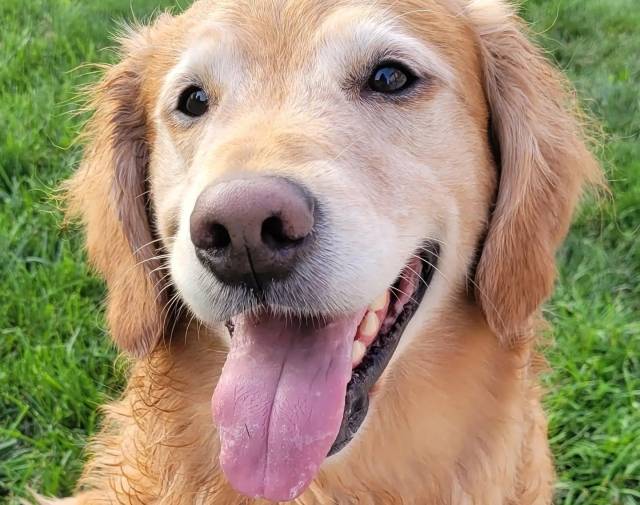 Truman, Hero #2874's Online Pet Memorial | Morris Animal Foundation