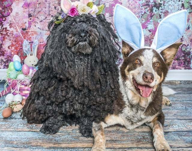 Pesky's Online Pet Memorial | Morris Animal Foundation